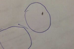 Why Do Ants Get Trapped in Pen Circles? (Explained)