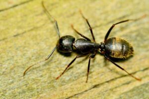 Do Ants Have Blood? (Explained)