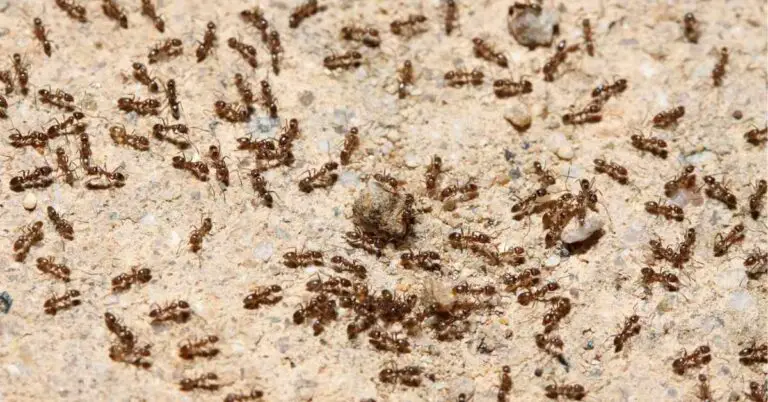 Do Ants Eat Bird Poop? (Explained)