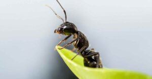 Do Ants Have Ears? (Explained)