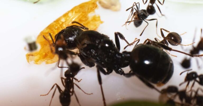 How Does an Ant Become a Queen? (Explained)