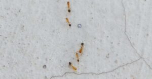 Can Ants Climb Upside Down? (Explained)