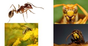 Are Ants Related to Wasps? (Explained)