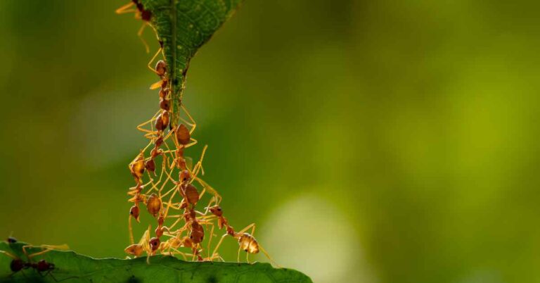 Do Ants Have a Brain? (Explained)
