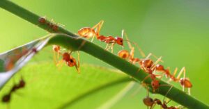 Can Ants Die From Falling? 8 Things To Know
