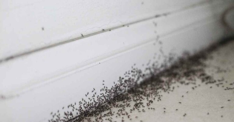Can Ants Eat Through Concrete? 8 Things to Know