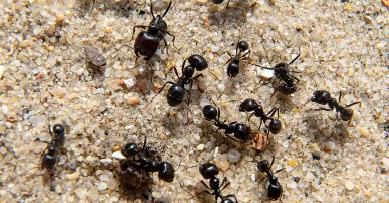 Do Ants Eat Fleas? 7 Things to Know