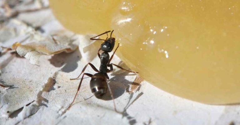 Does Honey Attract Ants? 4 Things to Know