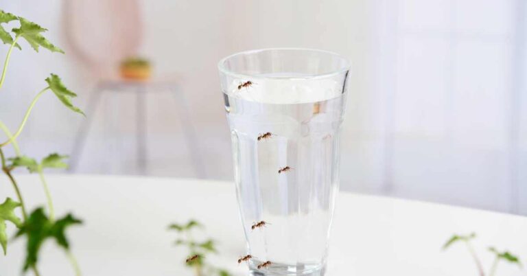 Can Ants Chew Through Glass? (Explained)