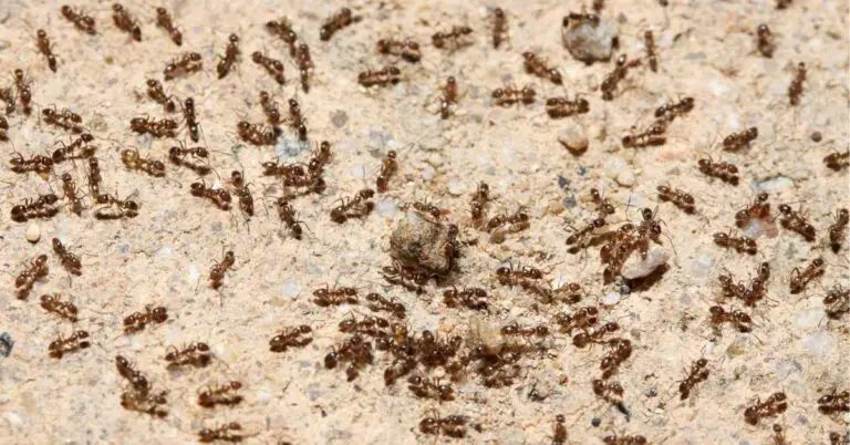 How Heavy Are All the Ants in the World? (Explained)
