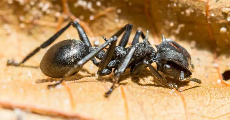 Where Can I Buy Bullet Ants? (Explained)