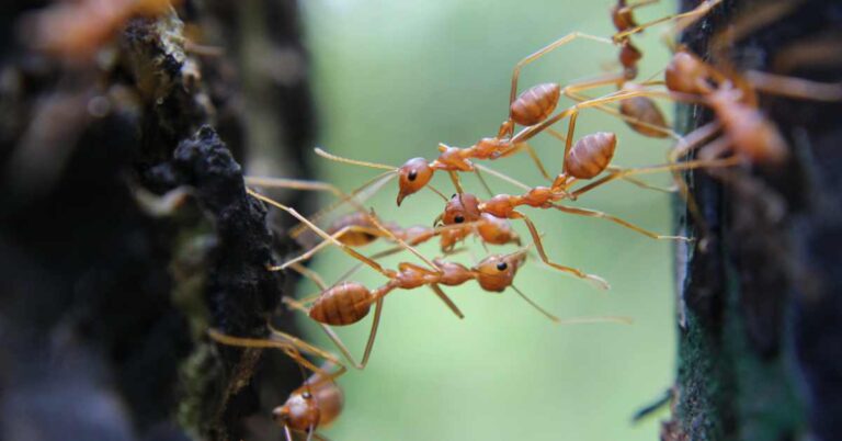 Why Are Ants Called Social Insects? - Ants Authority
