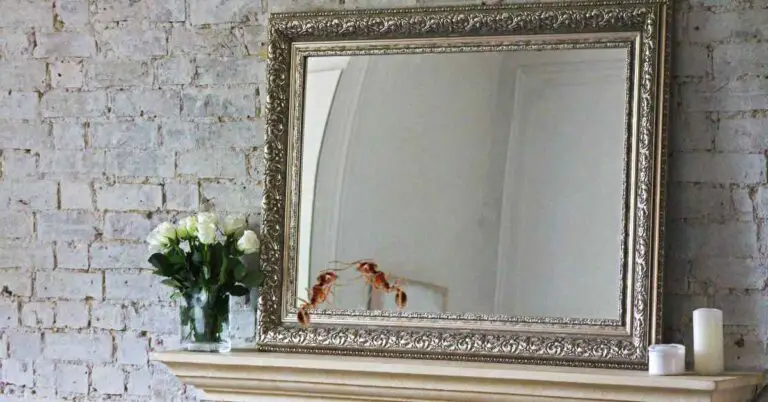 Can Ants Recognize Themselves in Mirrors? (Explained)