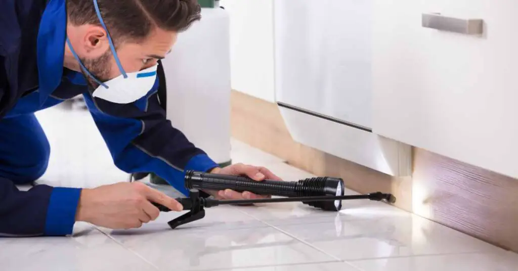 11 Best Ant Control in Seattle, WA - Ants Authority