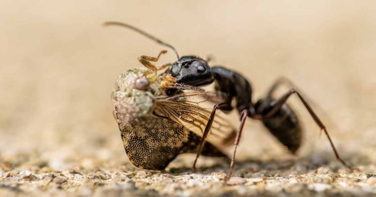 Types of Ants in Connecticut - Ants Authority