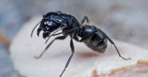 Types of Ants in Indiana