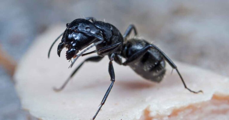 Types of Ants in Indiana