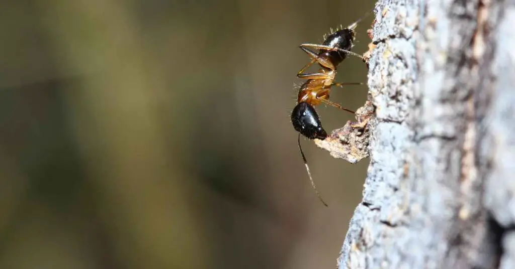 Can Ants Survive a Fall From Empire State Building?