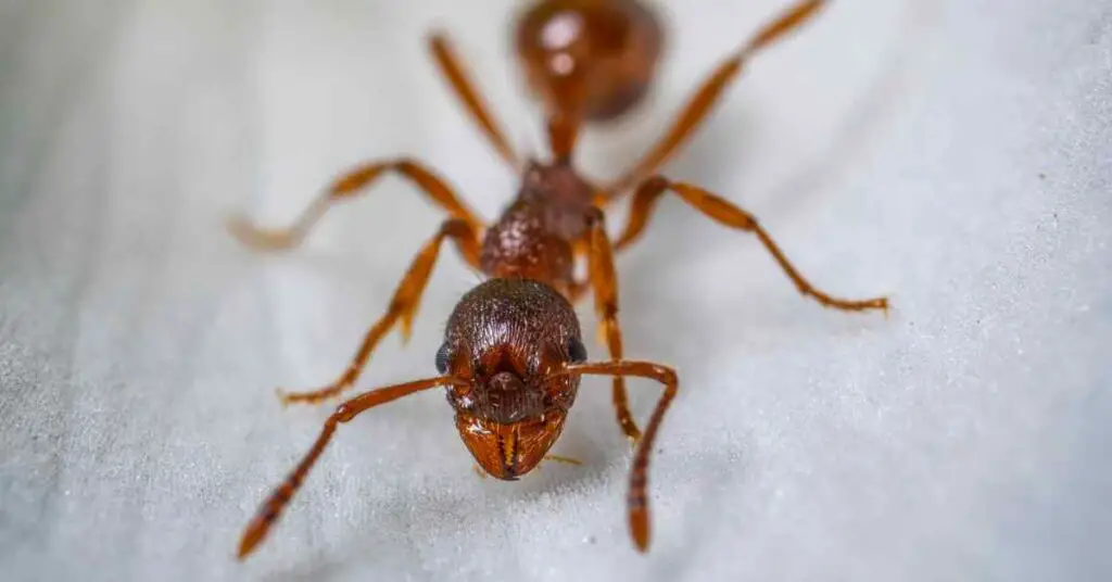 Are Facehugger Mites Bad For Ants? (Explained)