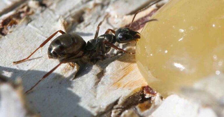 Can Ants Eat Through Glue? - Ants Authority