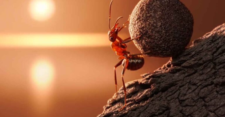 What Should We Learn From Ants? (Explained)