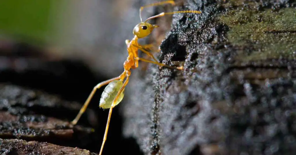 Can Ants Change Color? (Explained)