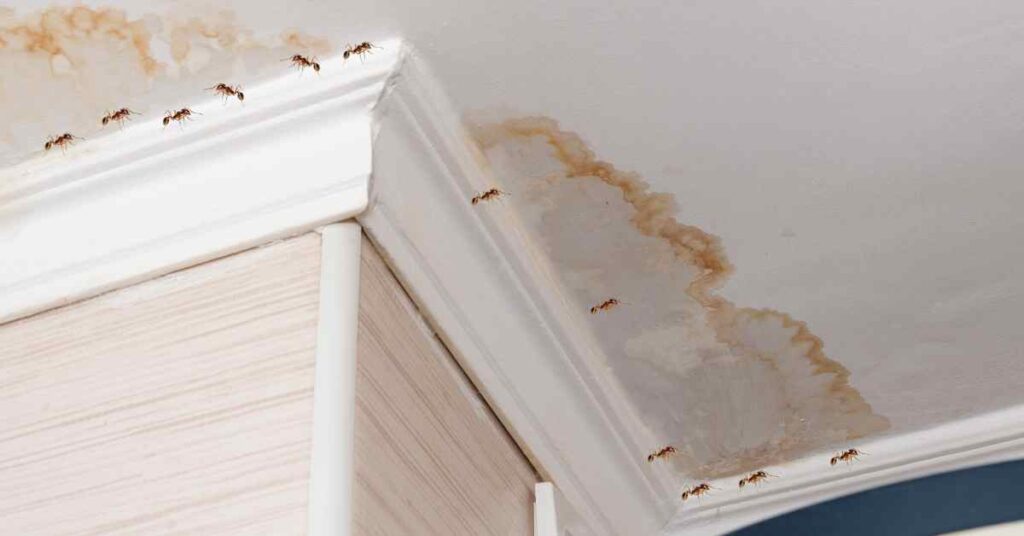 Why Are Ants Falling From My Ceiling? (Explained)