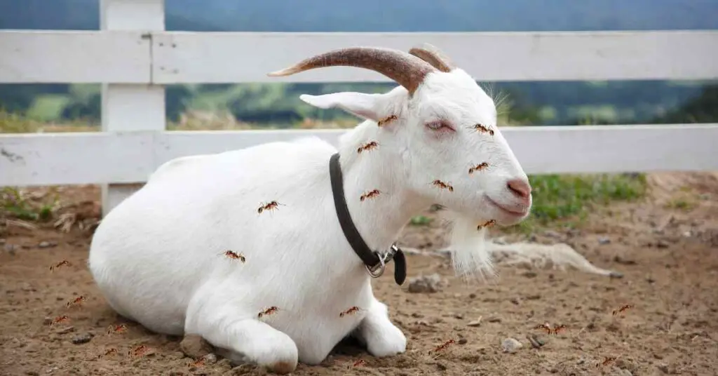 Can Ants Kill Goats? (Explained)