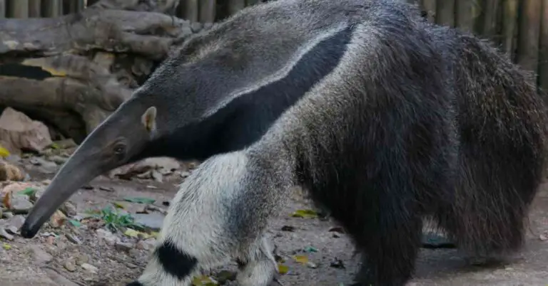 Can Ants Kill an Anteater? (Explained)