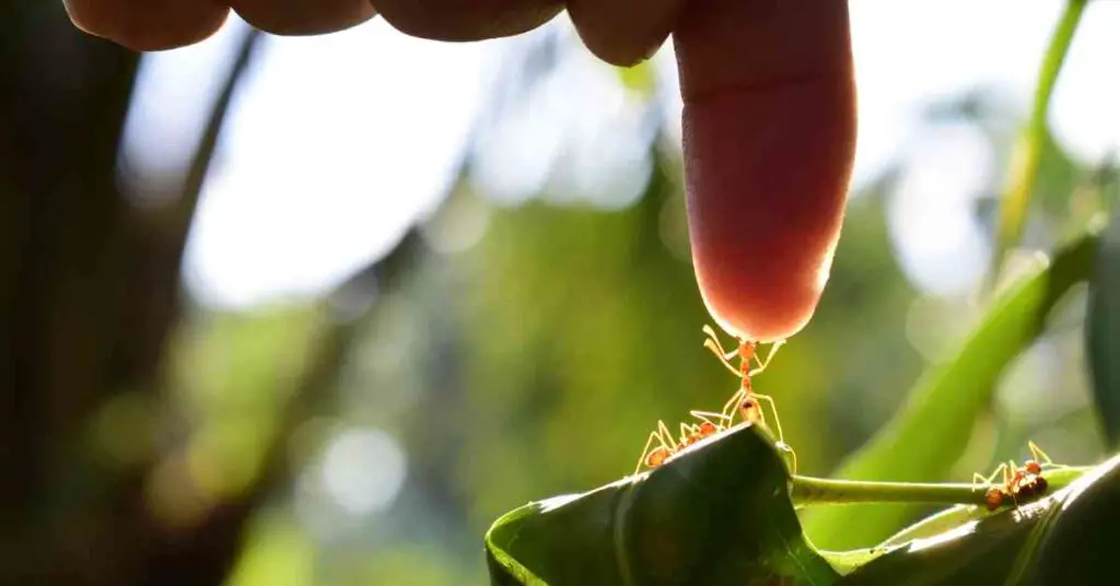 How Are Ants And Humans Alike? (Explained)
