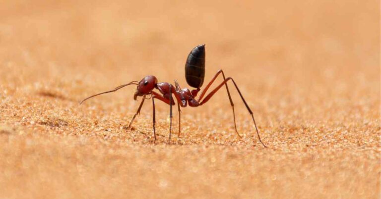 What Do Sahara Desert Ants Eat? (Explained)