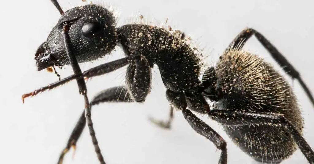 Do Ants Have Muscles? (Explained)