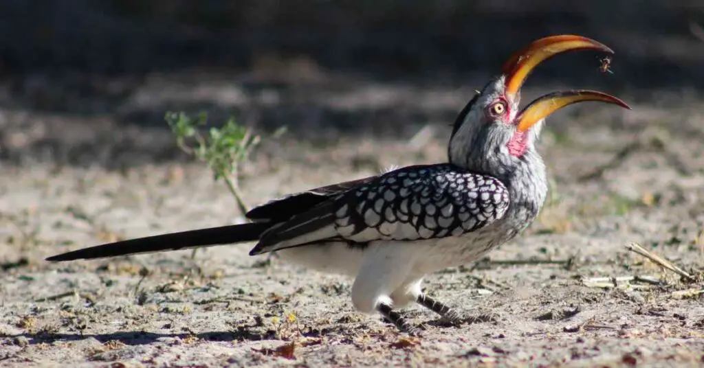 Do Ants Have Natural Predators? (Explained)