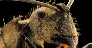 How Do Ants Look Like Under a Microscope? (Explained)
