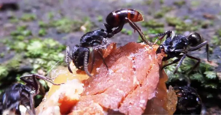 Can Ants Eat Bacon? (Explained)