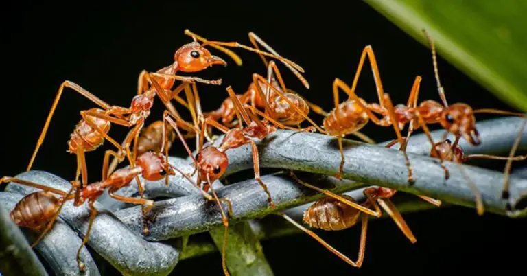 Invasive Fire Ants Reduce Butterfly Abundance in Texas