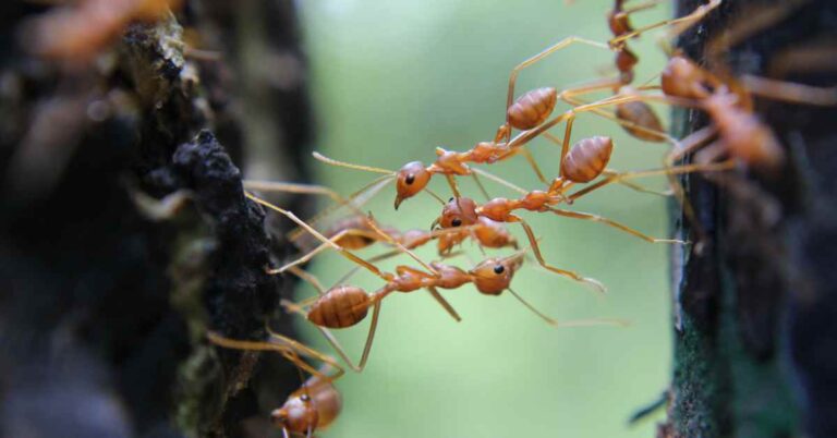 Studying Collective Decision Making in Ants - Ants Authority