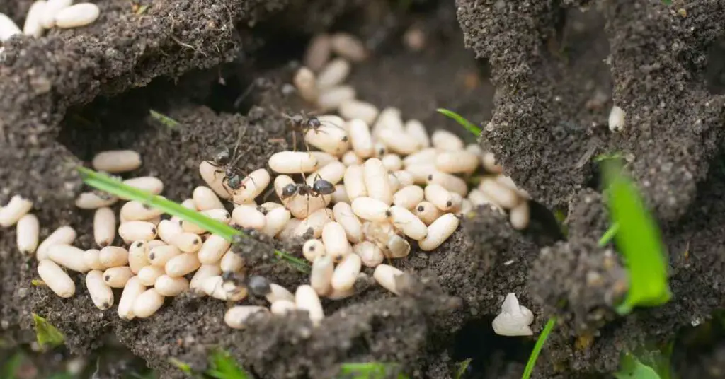 Why Are Ant Eggs Bigger Than Ants? - Ants Authority