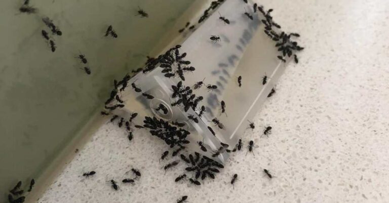 Do Ant Traps Work on Tiny Ants? - Ants Authority