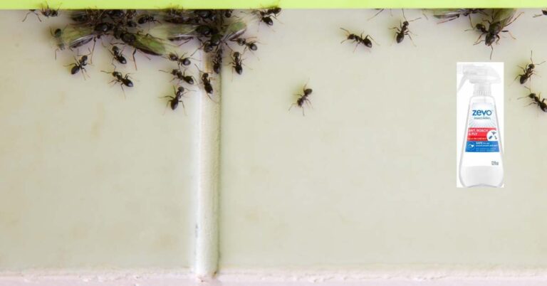 Does Zevo Multi-Insect Killer Repel Ants? - Ants Authority